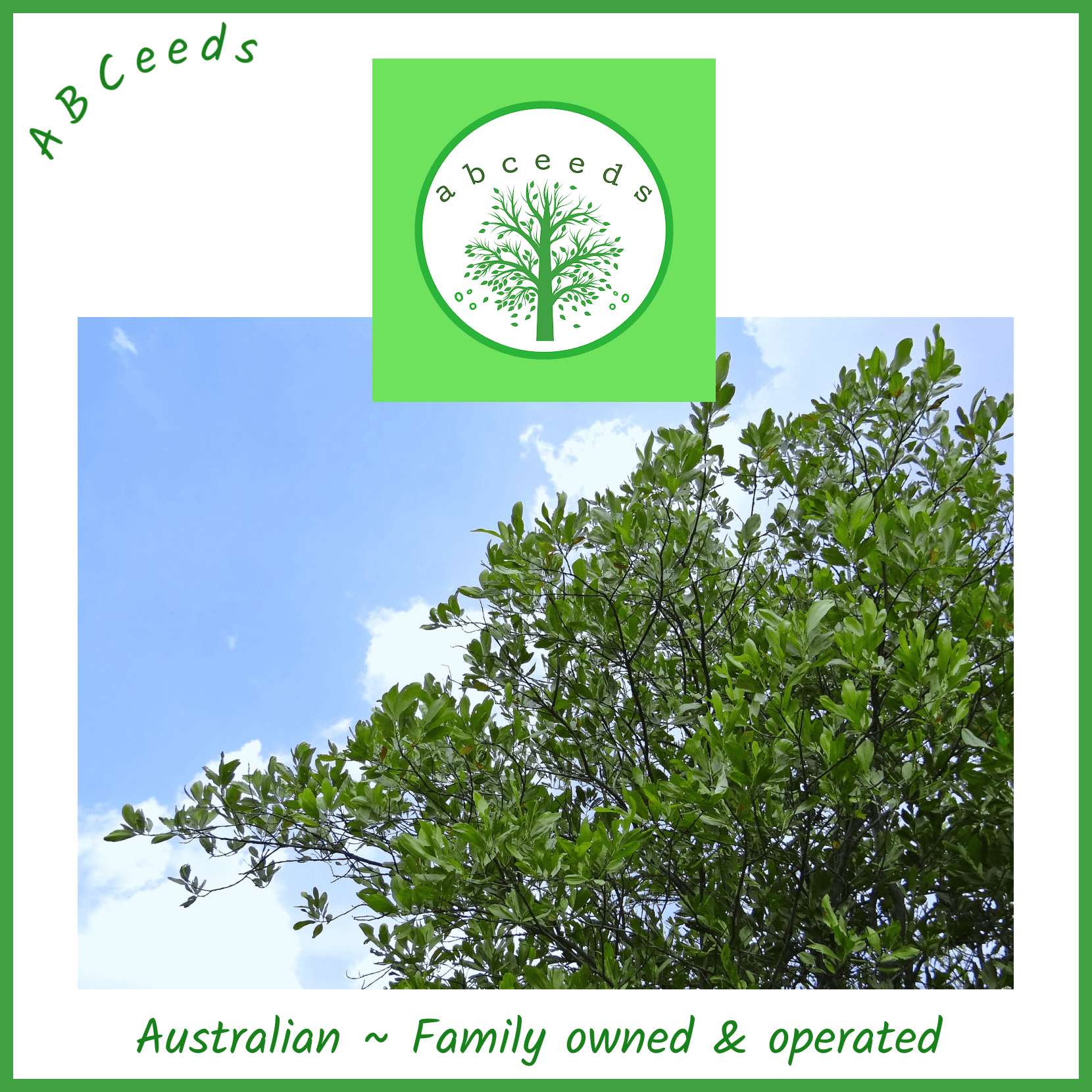 Acacia Mangium - Black Wattle or Hickory Wattle (AN) | abceeds