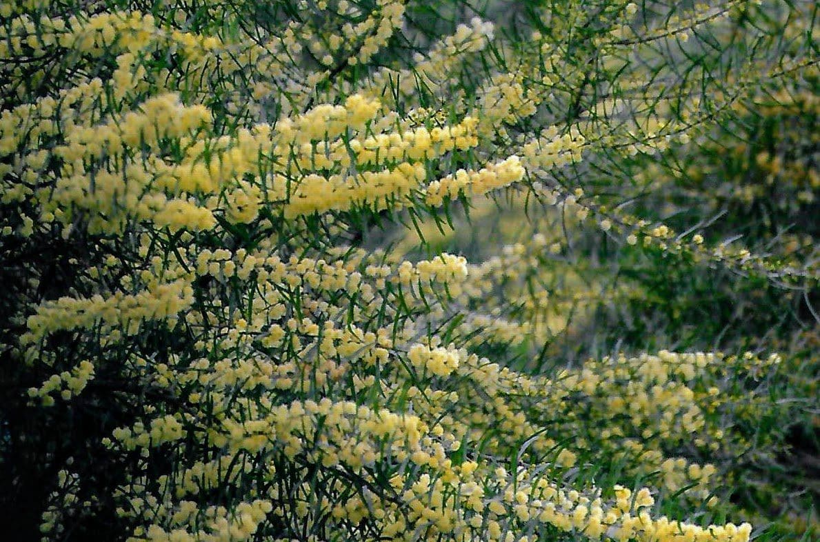 Acacia Linifolia - White Wattle (AN) | abceeds