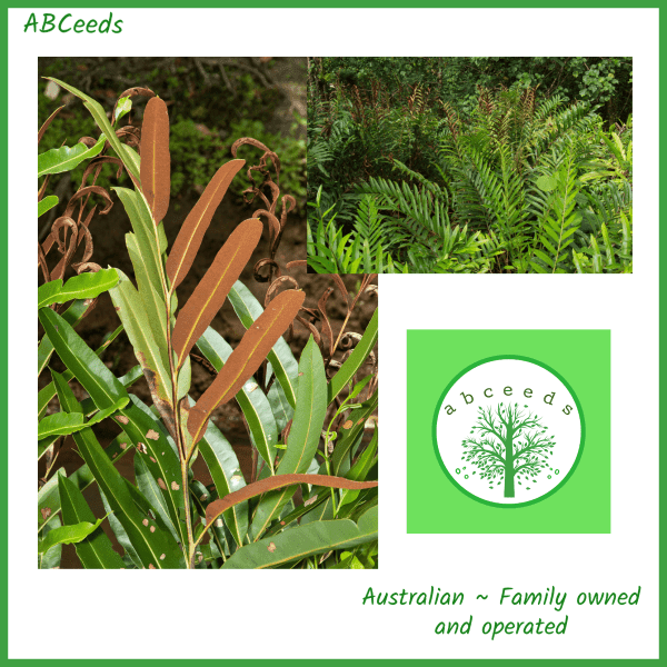 Acrostichum speciosum - Mangrove Fern - 1 scoop 500+ spores (F) | abceeds