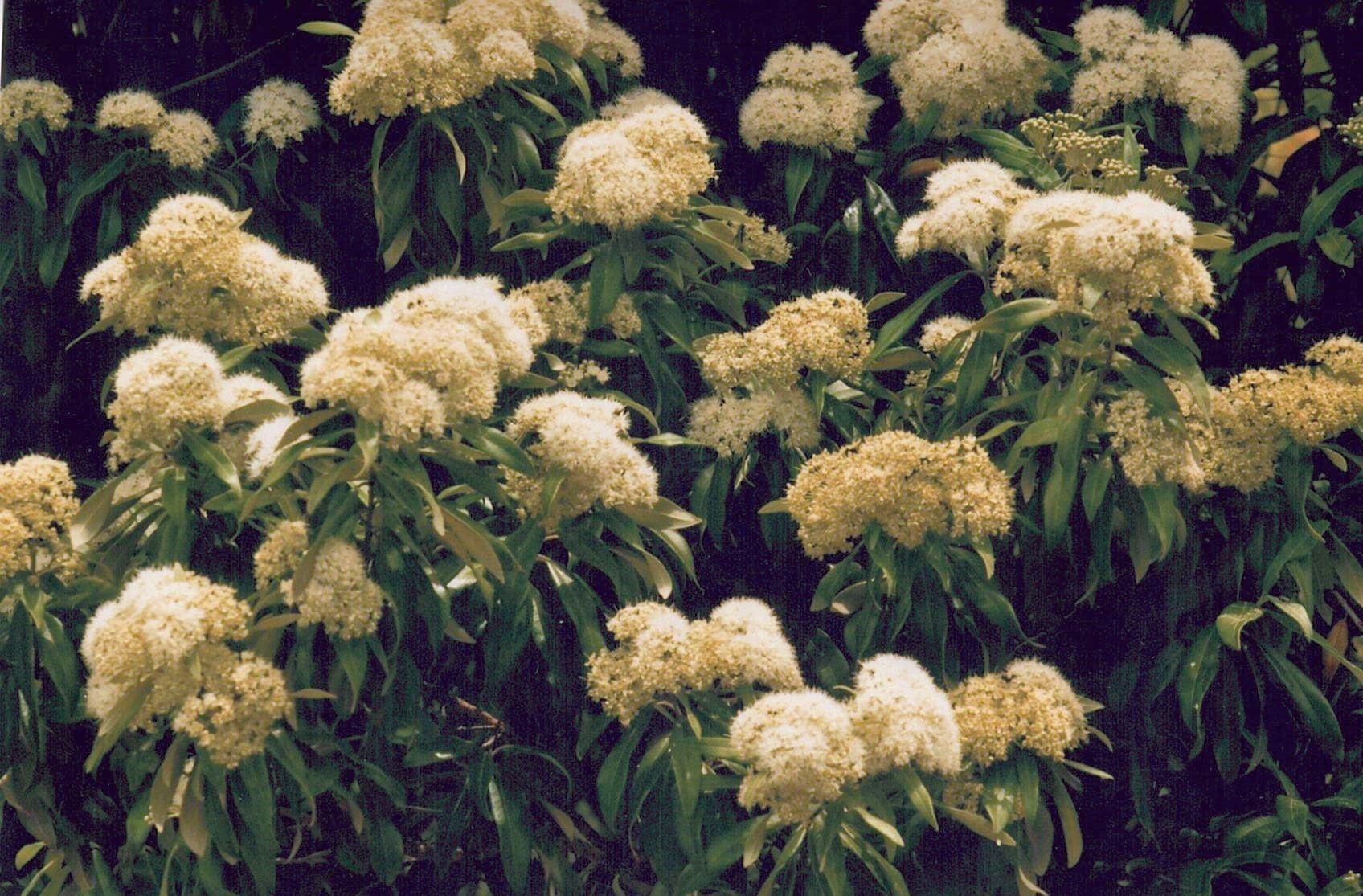 Backhousia Citriodora - Lemon Myrtle (AN) | abceeds