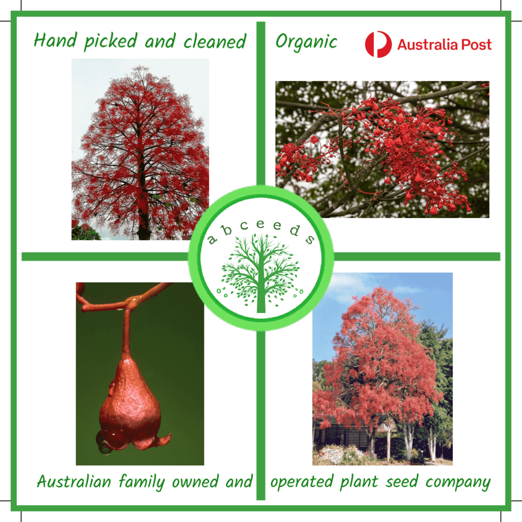 Brachychiton acerifolius - Illawarra Flame Tree (AN) - abceeds