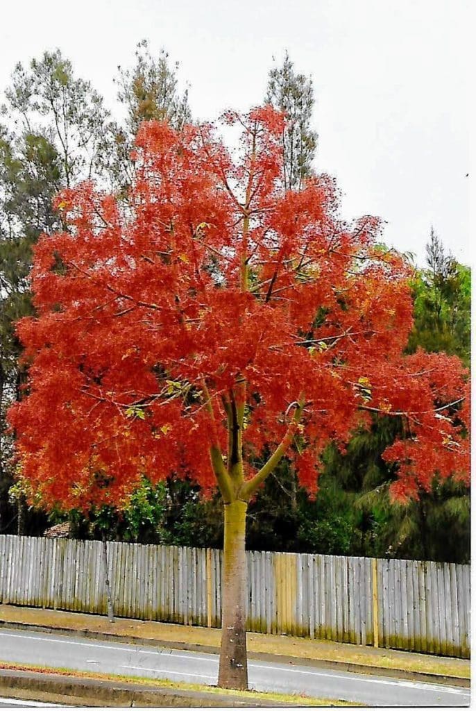 Brachychiton acerifolius - Illawarra Flame Tree (AN) - abceeds