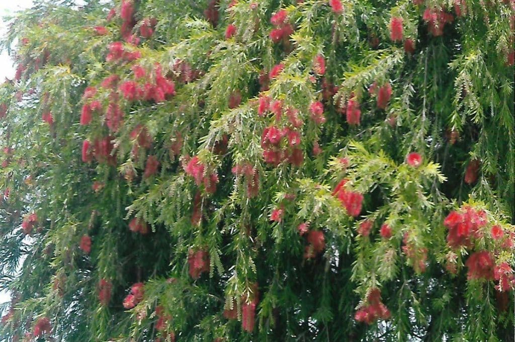 Callistemon viminalis - syn. Melaleuca - Weeping bottlebrush (AN) - abceeds