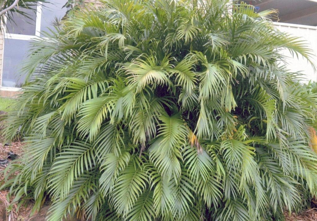 Chamaedorea atrovirens (syn. cataractarum) Cascade palm (PM) | abceeds