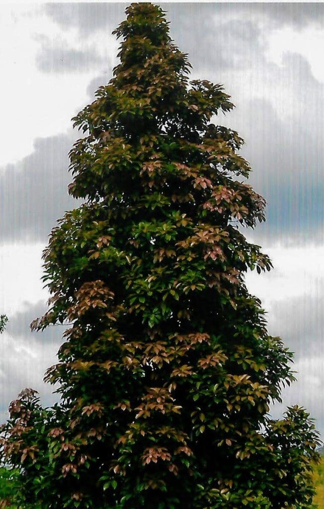Premium Eumundi Quandong Seeds Elaeocarpus eumundii Bulk ABCeeds