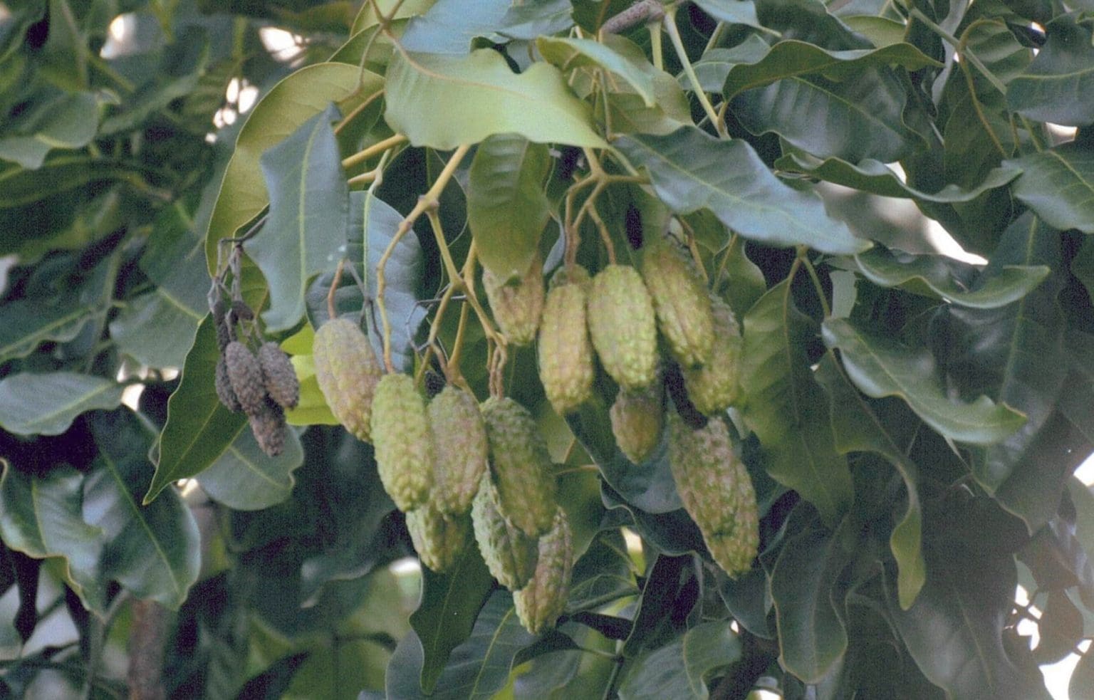 Flindersia Brayleyana - Queensland Maple (AN) - abceeds
