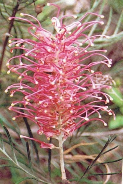 Grevillea Banksii Forsterii - Red - Red Silky Oak (AN) - abceeds