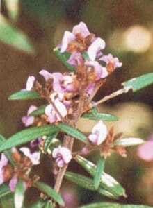 Hovea Acutifolia - Purple Pea Bush (AN) - abceeds