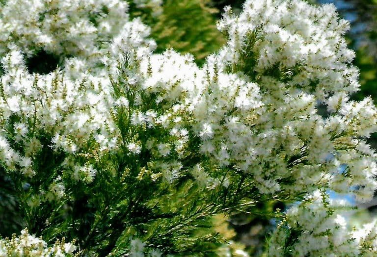 Melaleuca Alternifolia - Tea Tree (AN) - abceeds