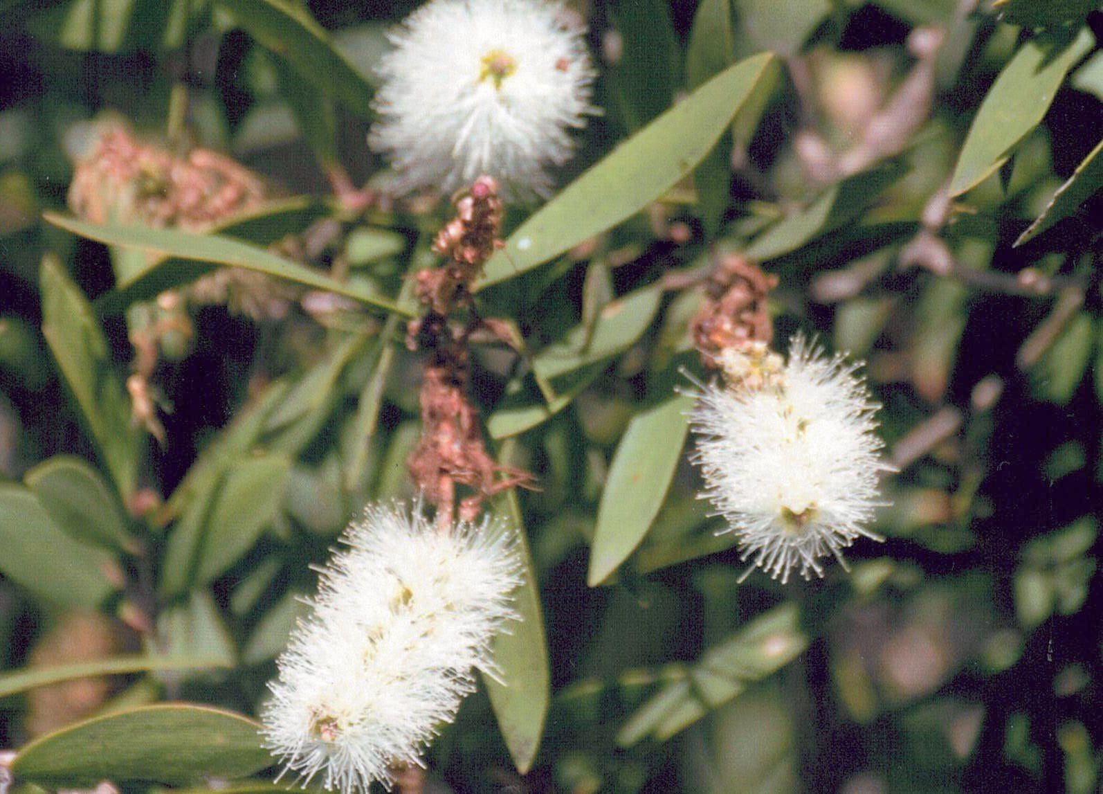 Melaleuca Viridiflora - Broad-leafed Paperbark (AN) | abceeds