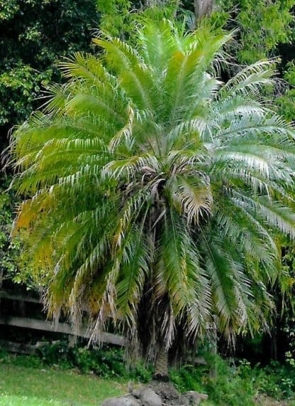 Premium Dwarf Date Palm Seeds Phoenix roebelenii ABCeeds