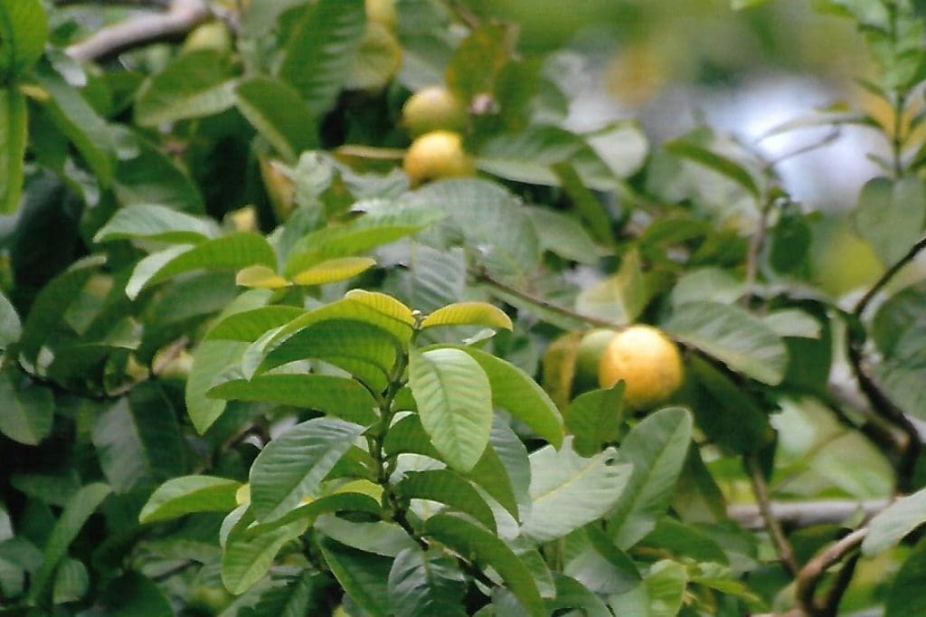 Psidium cattleianum cv gold (E) - yellow guava - abceeds