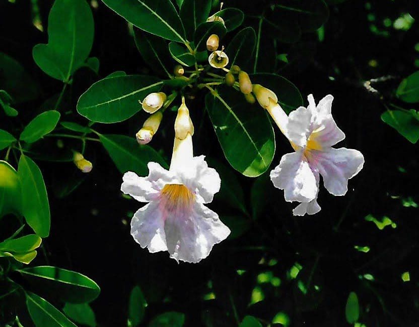 Tabebuia pallida NN | abceeds