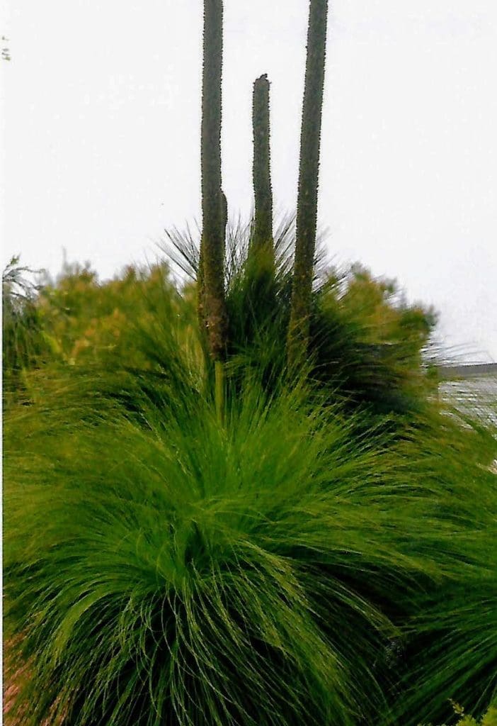 Xanthorrhoea australis - Grass tree - abceeds