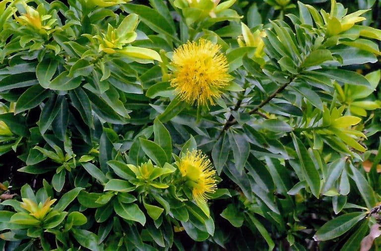 Buy Xanthostemon chrysanthus 'Dwarf' Seeds | Golden Penda