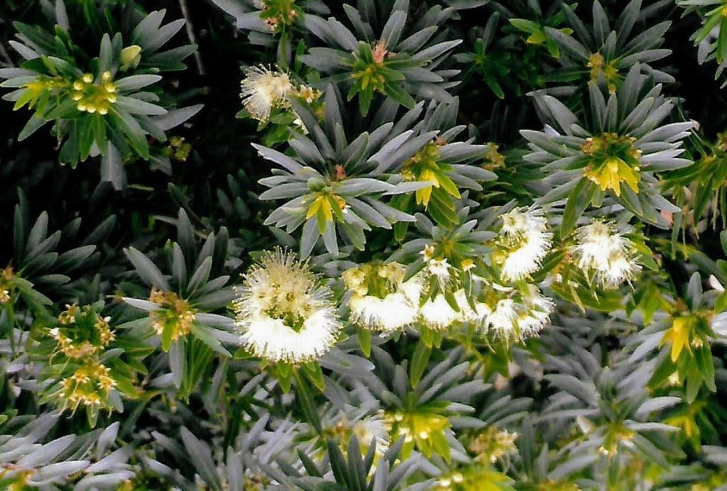 Xanthostemon Verticillatus - Little Penda (AN) - abceeds