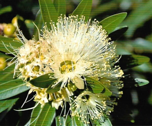 Xanthostemon Verticillatus - Little Penda (AN) - abceeds