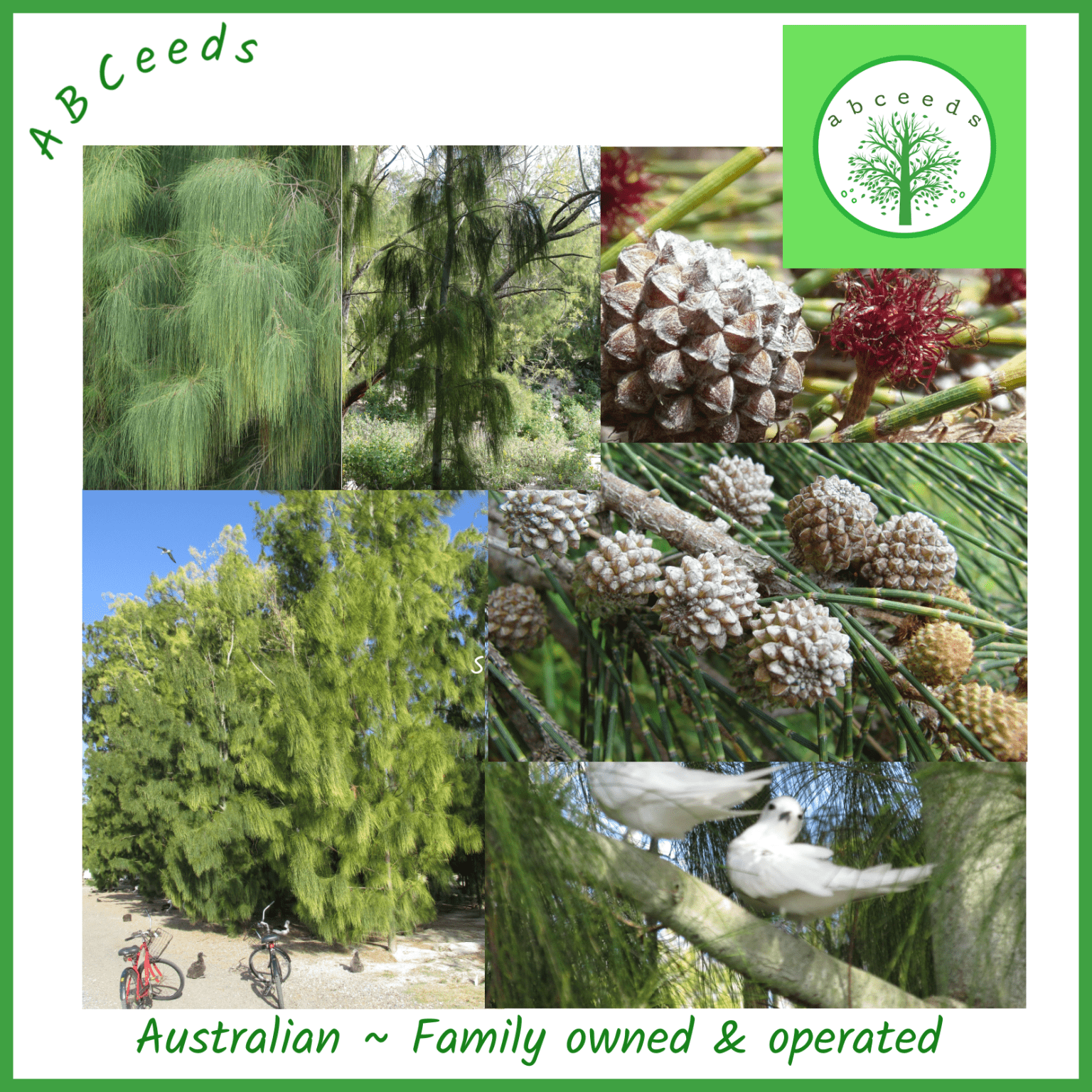 Casuarina Glauca - Swamp oak (AN) - abceeds