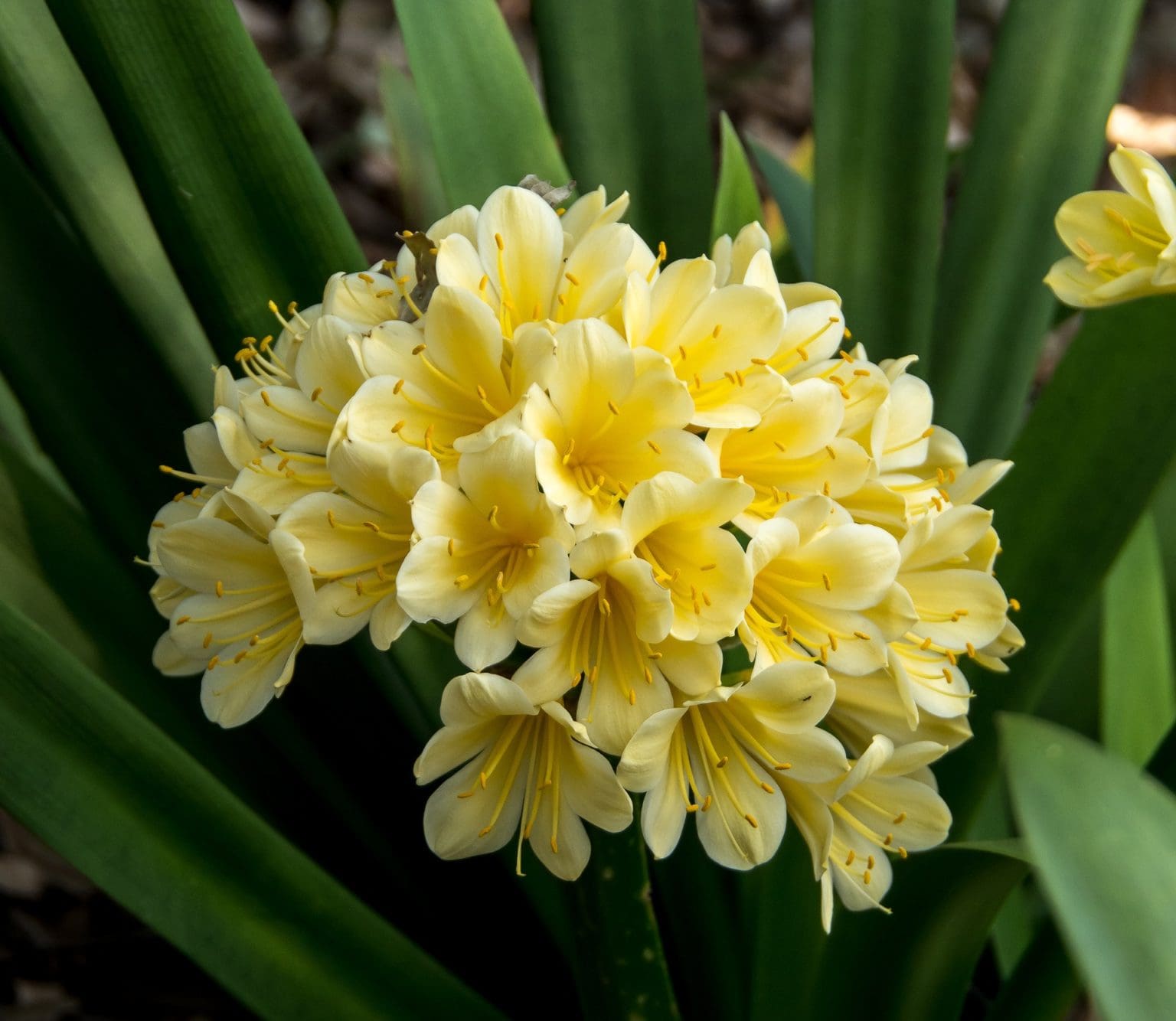 Clivia miniata cv yellow - Bush Lily - Rare (FW) - abceeds
