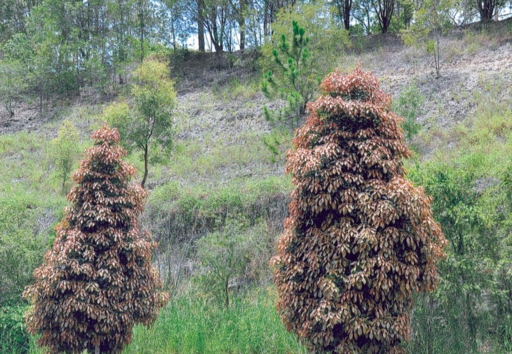 Premium Eumundi Quandong Seeds Elaeocarpus eumundii Bulk ABCeeds