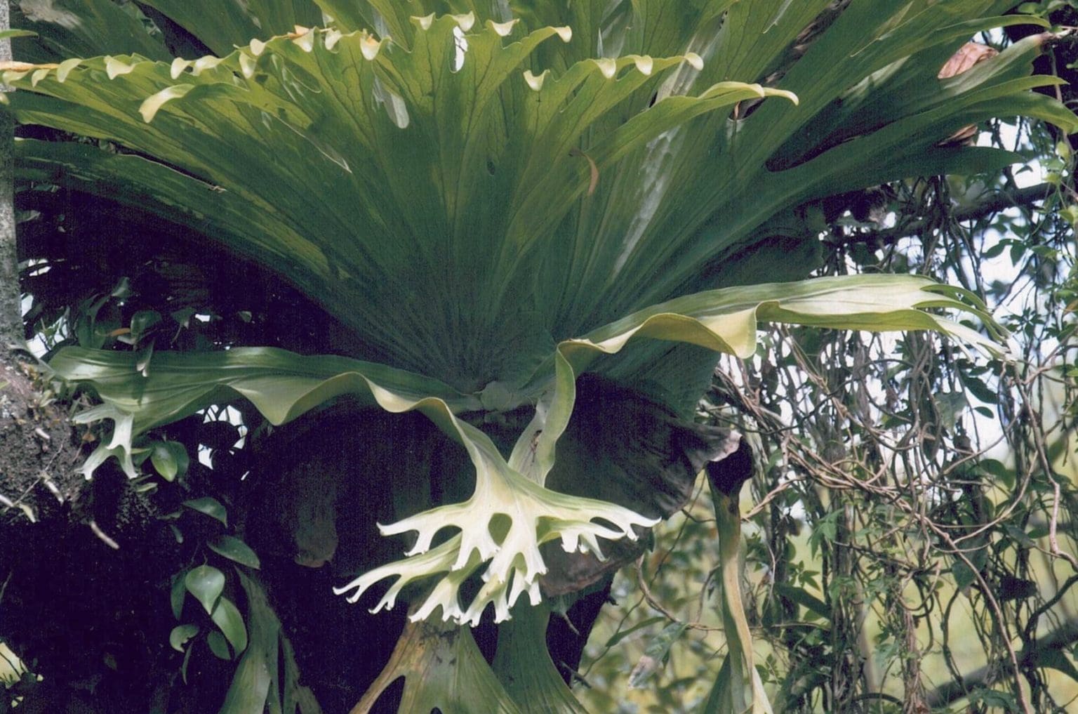 Platycerium superbum (F) | abceeds