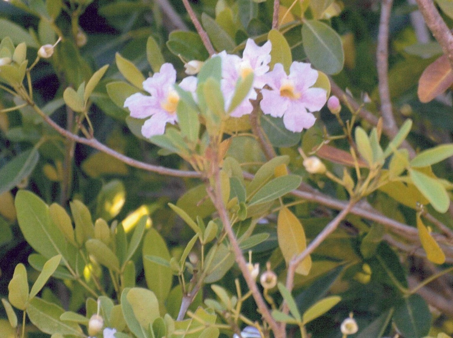 Tabebuia pallida - Cuban Pink Trumpet Tree (NN) - abceeds