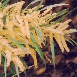 Australian Native Tree and Shrub Seed Shop/ABCeeds
