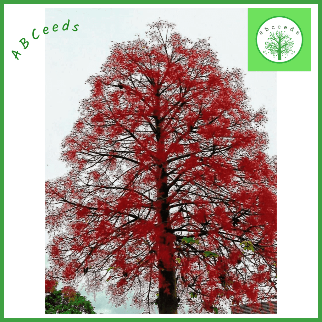 Brachychiton acerifolius - Illawarra Flame Tree (AN) | abceeds