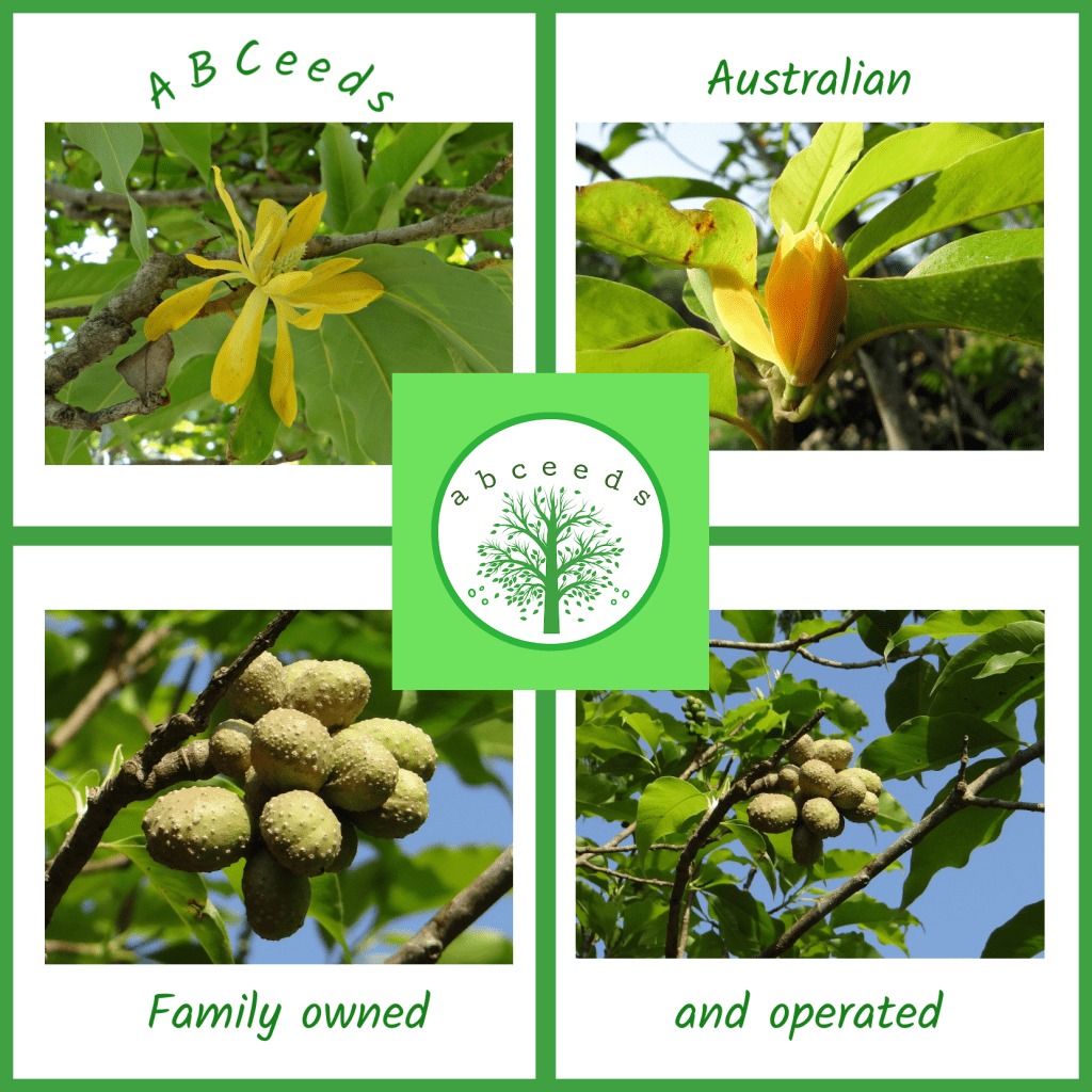 Magnolia Champaca - Champak - N/N - abceeds