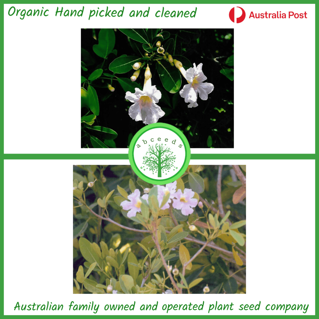 Tabebuia pallida - Cuban Pink Trumpet Tree (NN) - abceeds